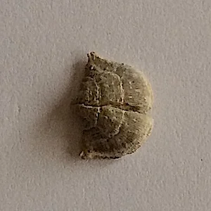 TXFossils