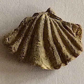 TXFossils