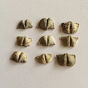 TXFossils