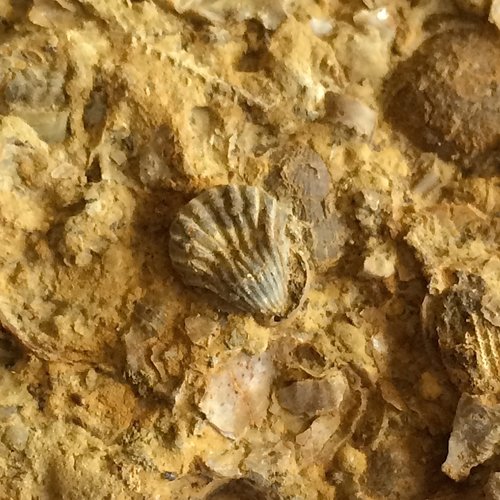 TXFossils