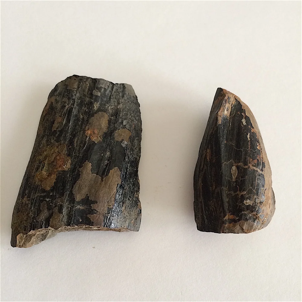 TXFossils