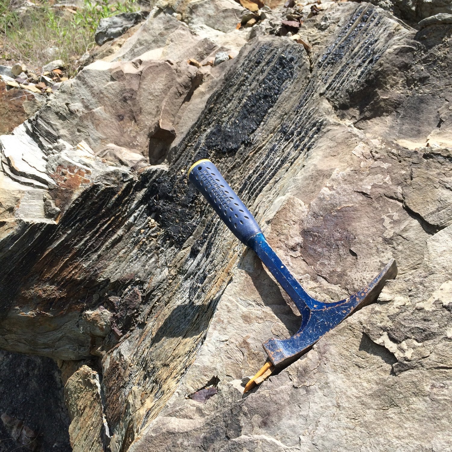 TXFossils