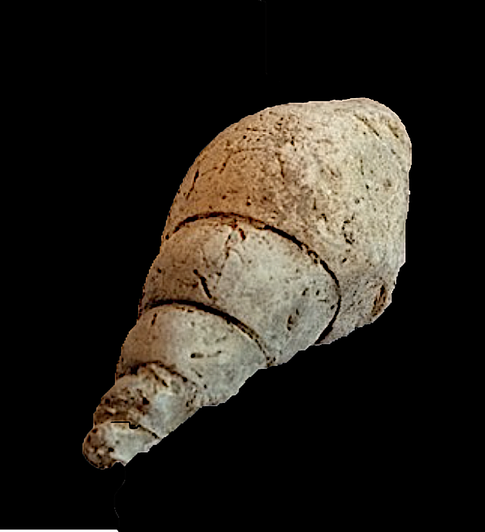 TXFossils