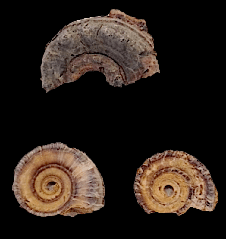 TXFossils