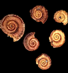 TXFossils