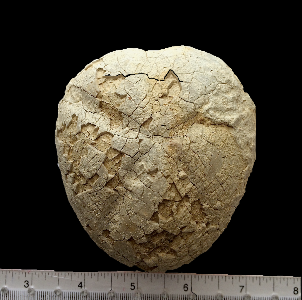 TXFossils
