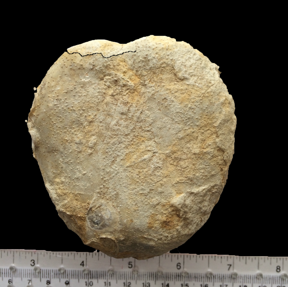 TXFossils