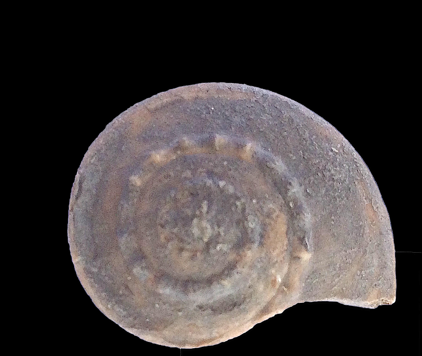 TXFossils