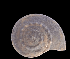 TXFossils