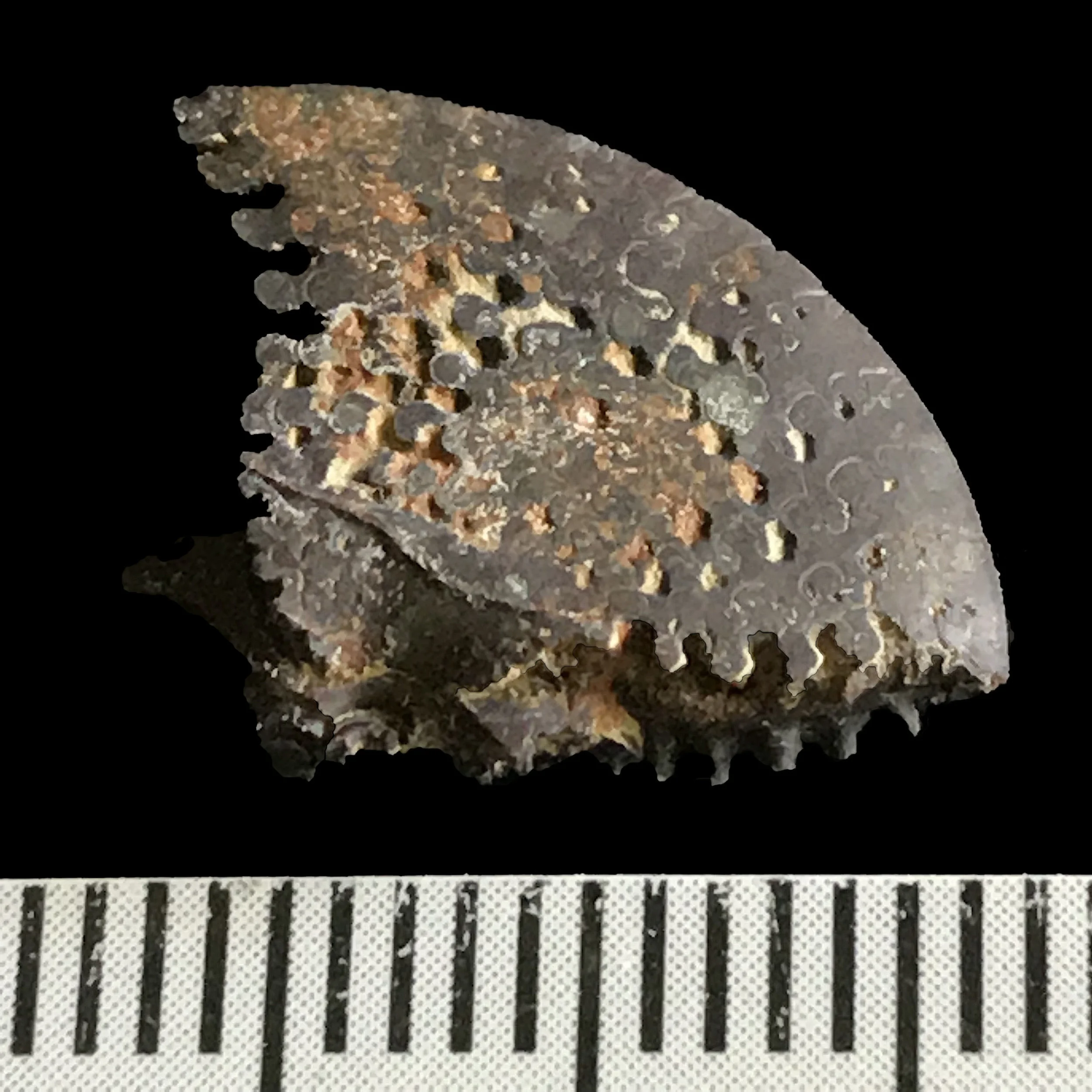 TXFossils