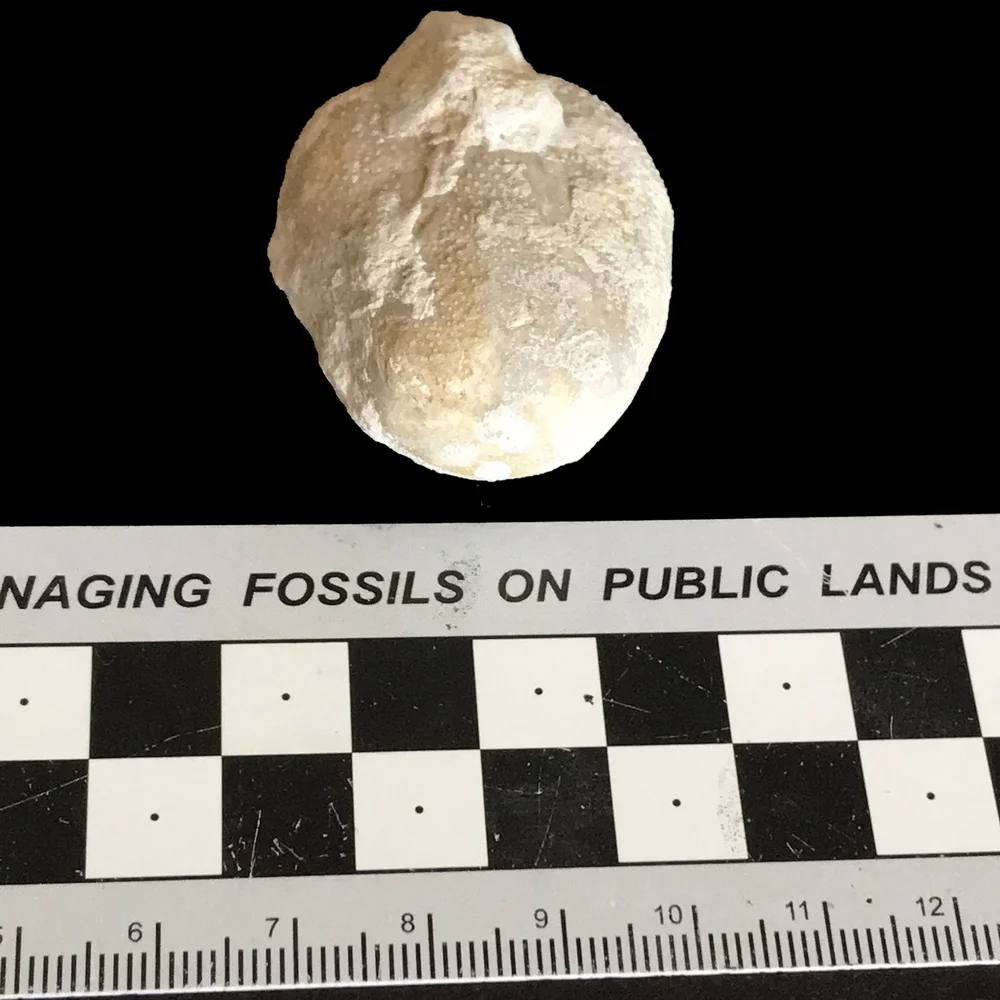 TXFossils