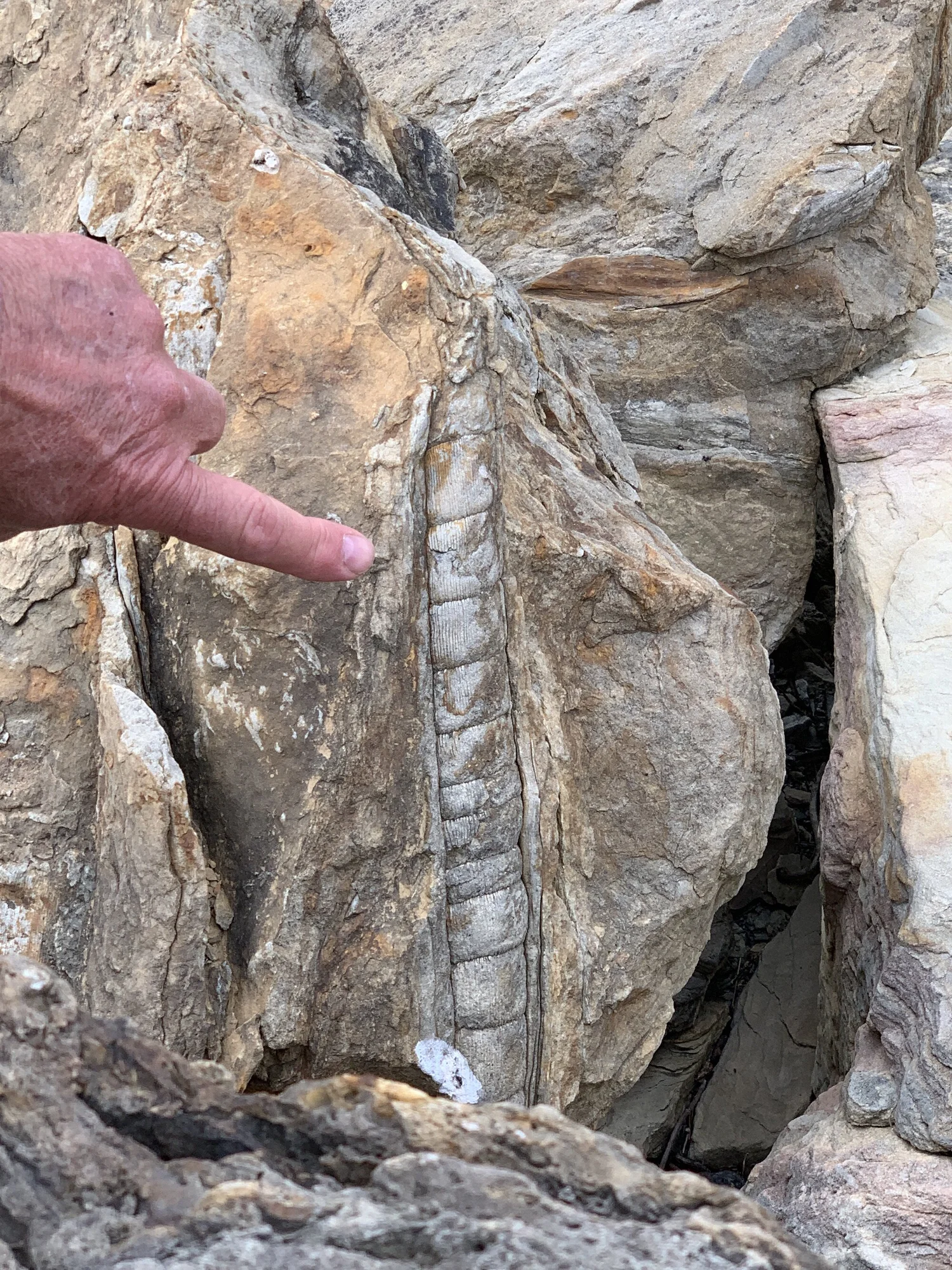 TXFossils