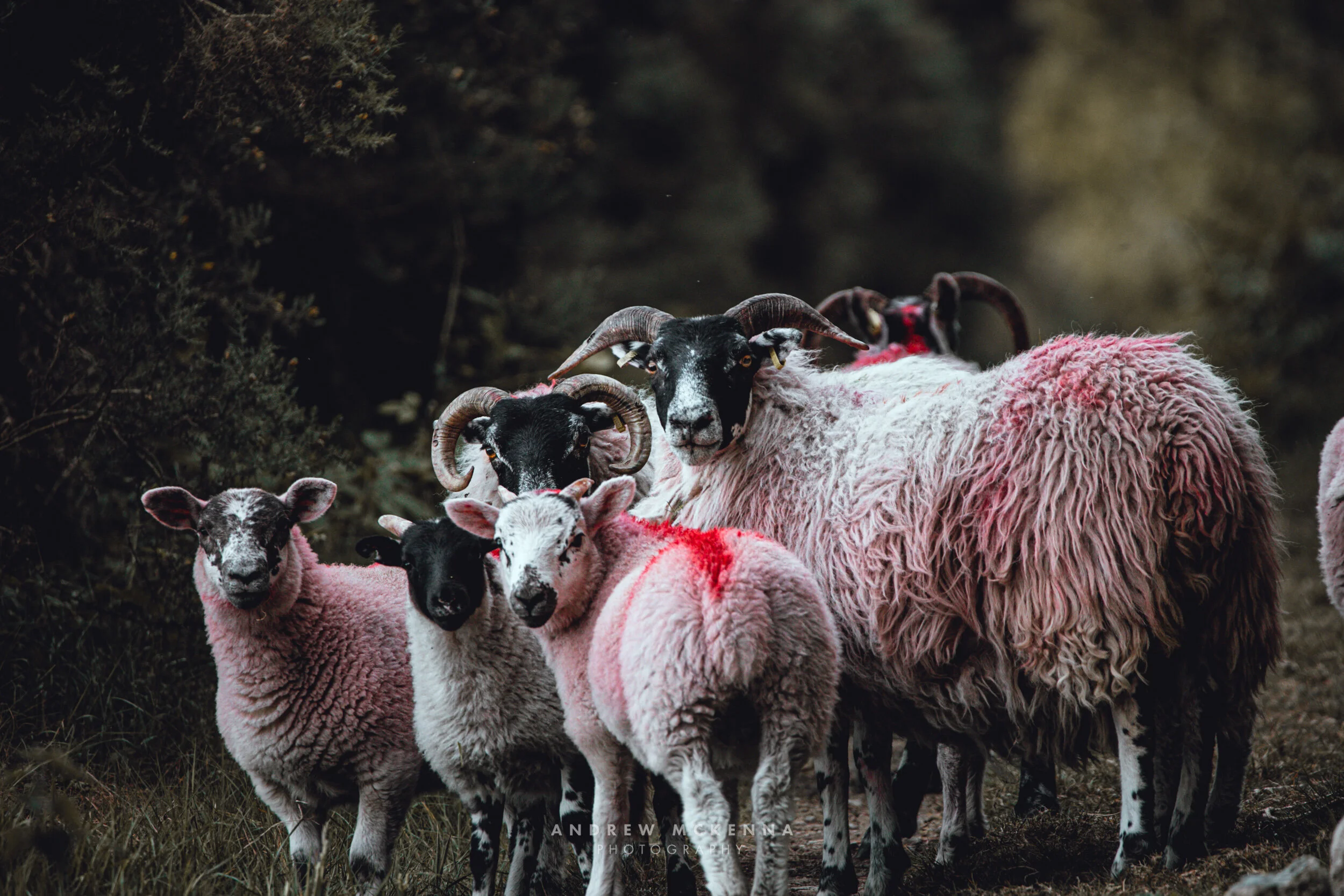 Mourne Mountain Sheep County Down Northern Ireland Photography — Andrew ...