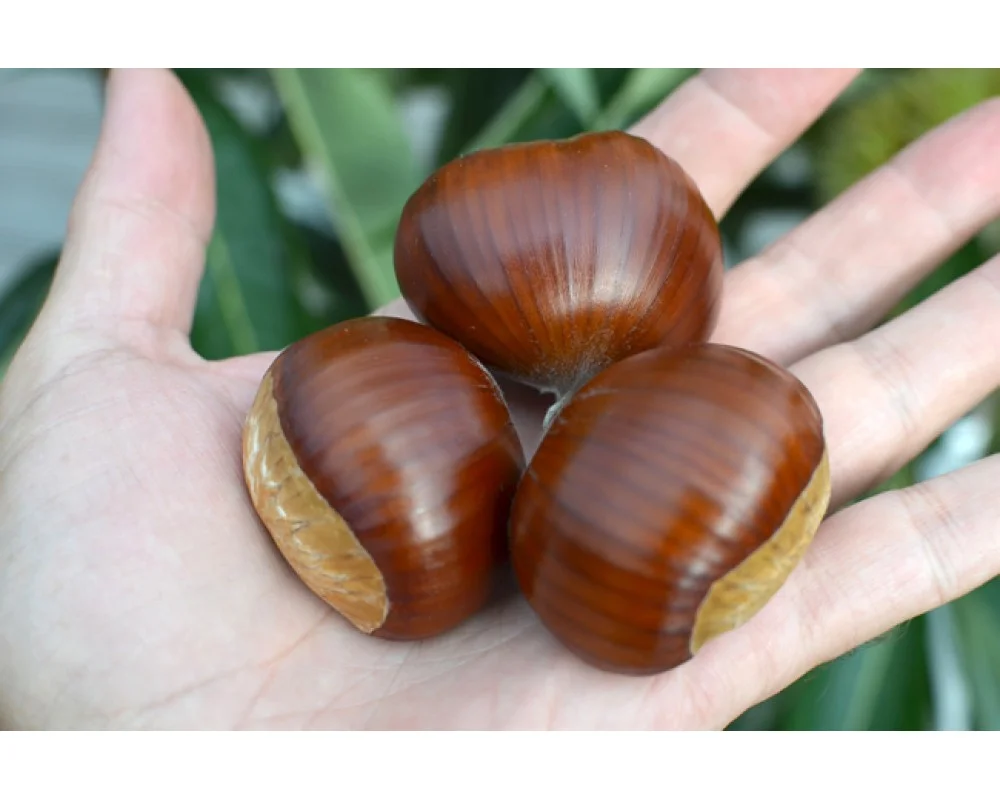 Castanheiro Longal — Plantox