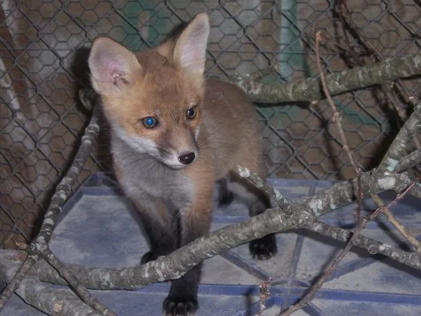Aware (Alliance of Wild Animal Rehabilitators and Educators)wildlife ...