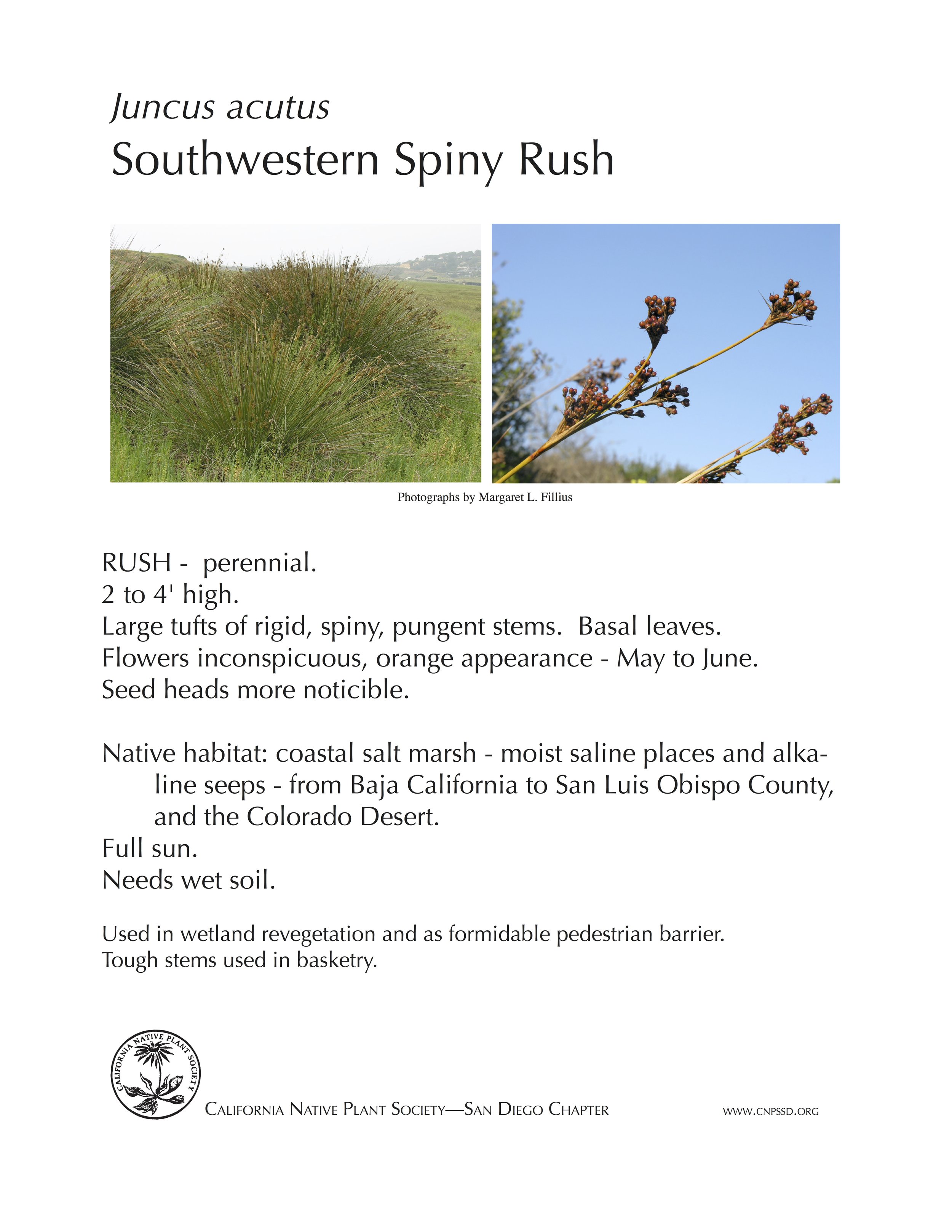 PLANT OF THE MONTH: Southwestern Spiny Rush (Juncus acutus) - San Diego ...