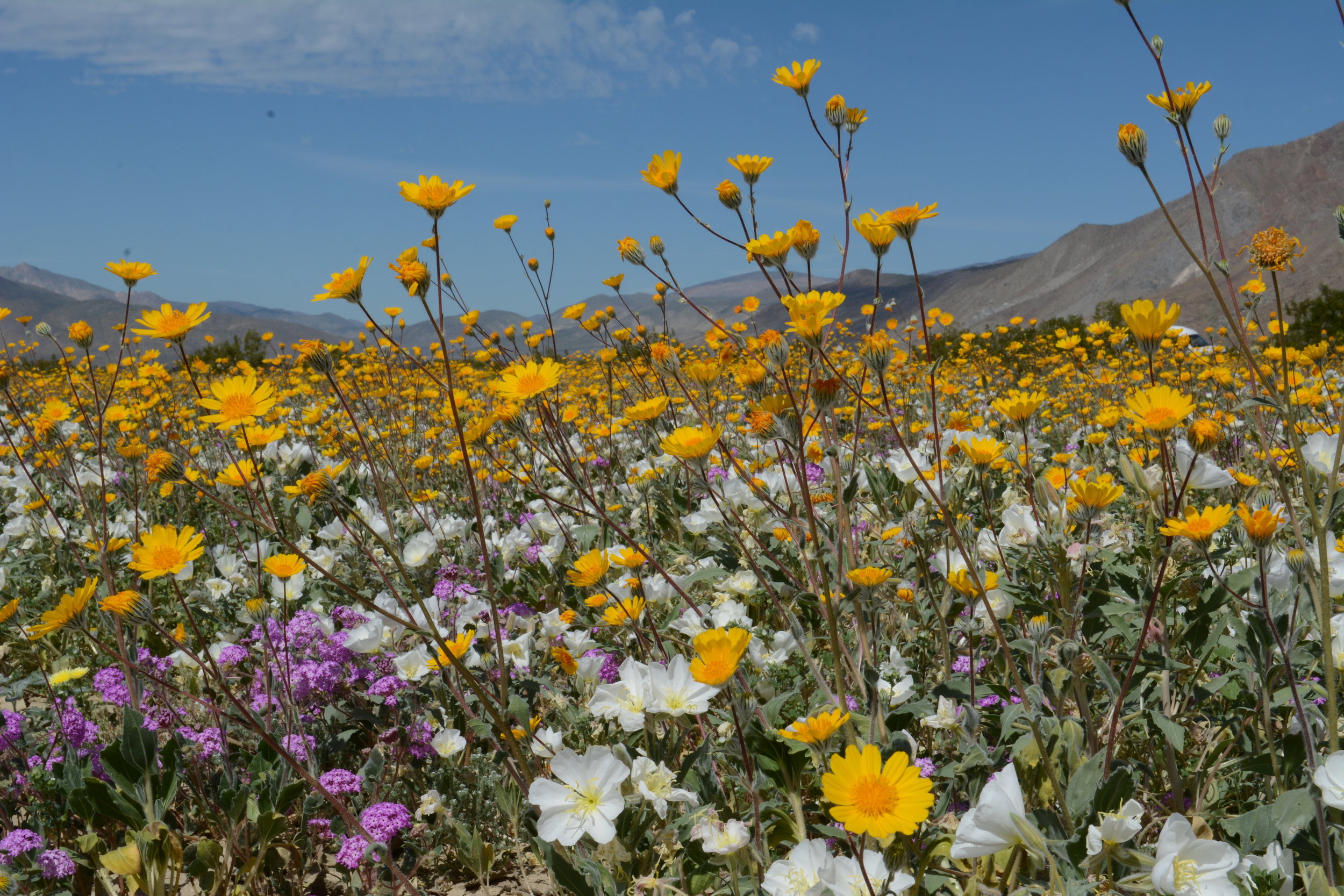 Desert Wildflowers - San Diego chapter - CNPS