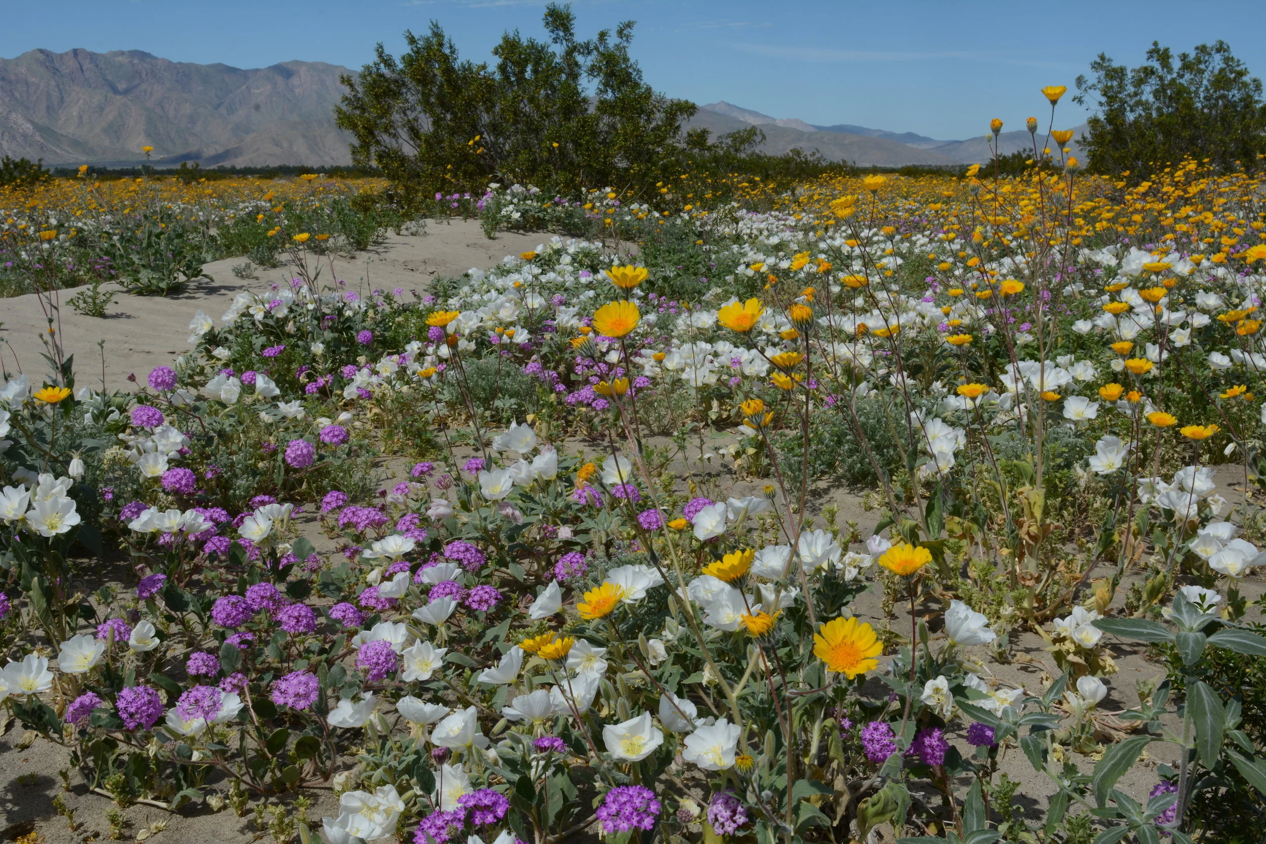Desert Wildflowers - San Diego chapter - CNPS