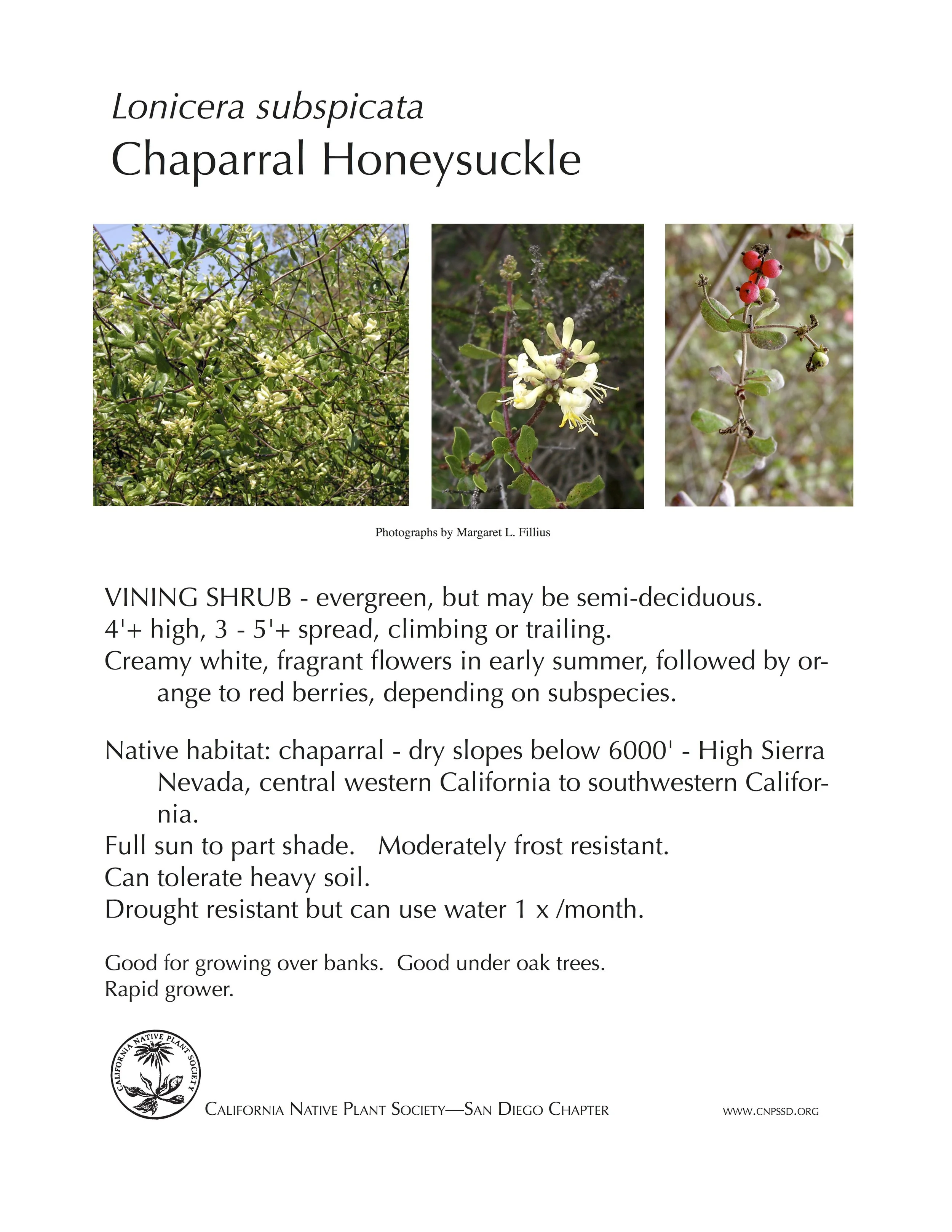 PLANT OF THE MONTH: Chaparral Honeysuckle (Lonicera subspicata) - San ...
