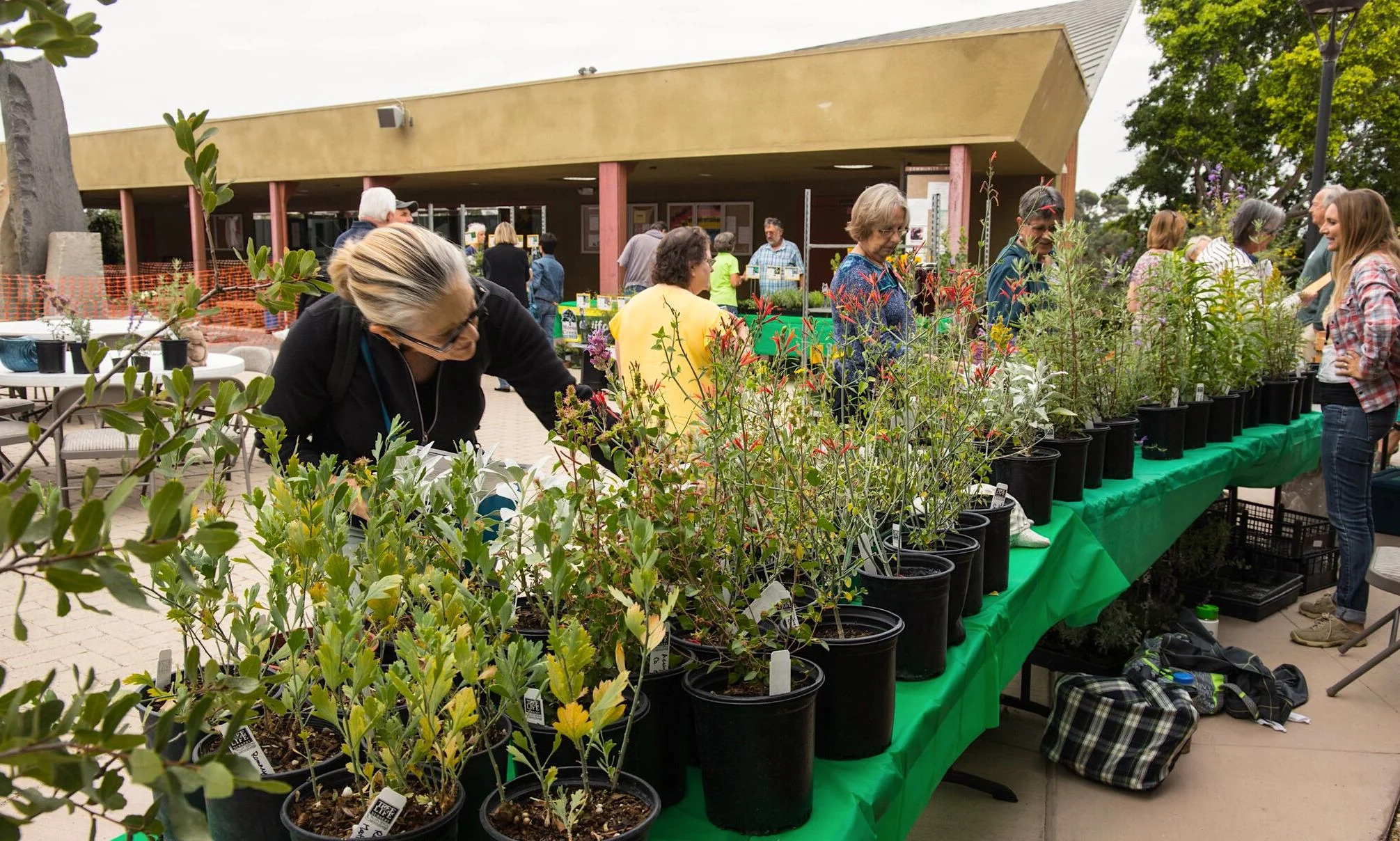 California Native Gardening Workshops Fact Sheet - San Diego chapter - CNPS