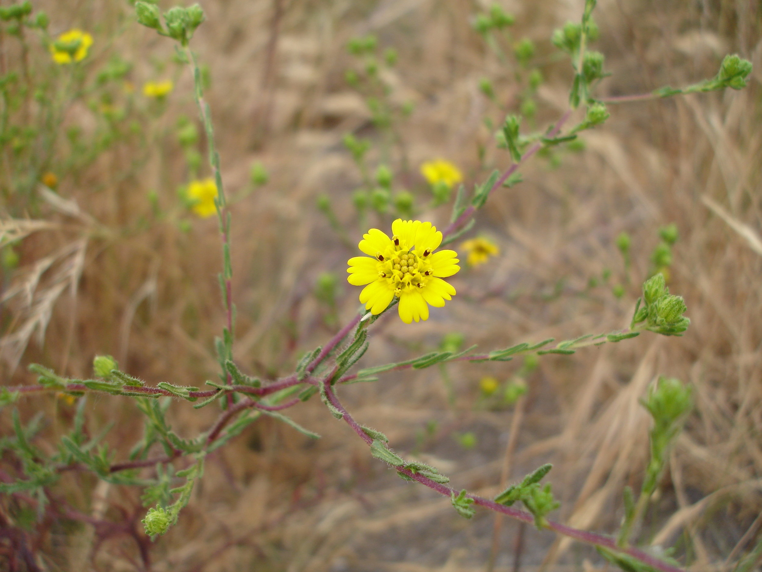 Genetic Analysis of Six Rare Plant Species - San Diego chapter - CNPS