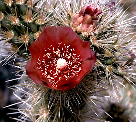 Rare Plants of Imperial County - San Diego chapter - CNPS