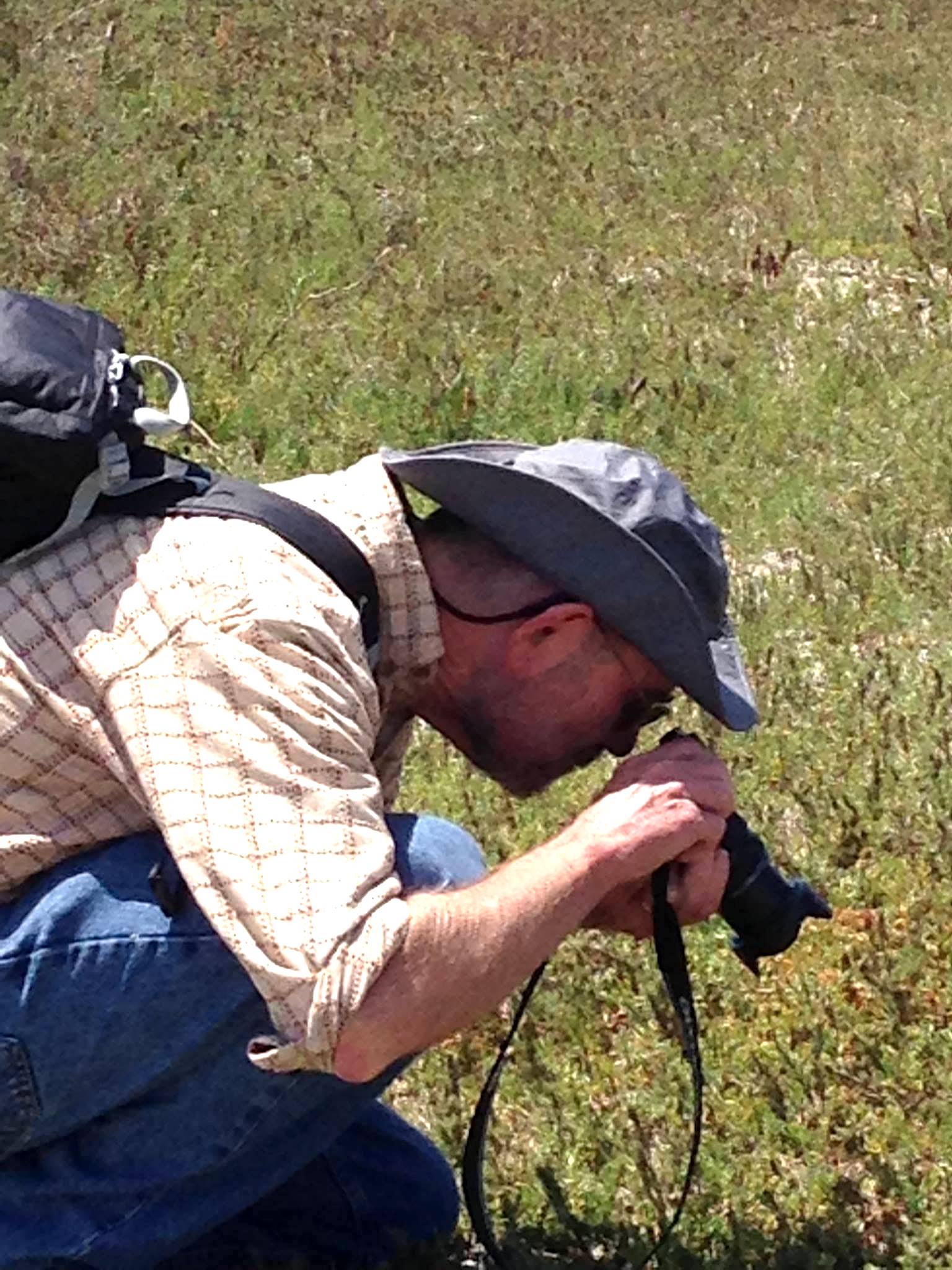 Creating Coastal Sage Scrub in a City Garden on the Mesa: A Q&A with ...