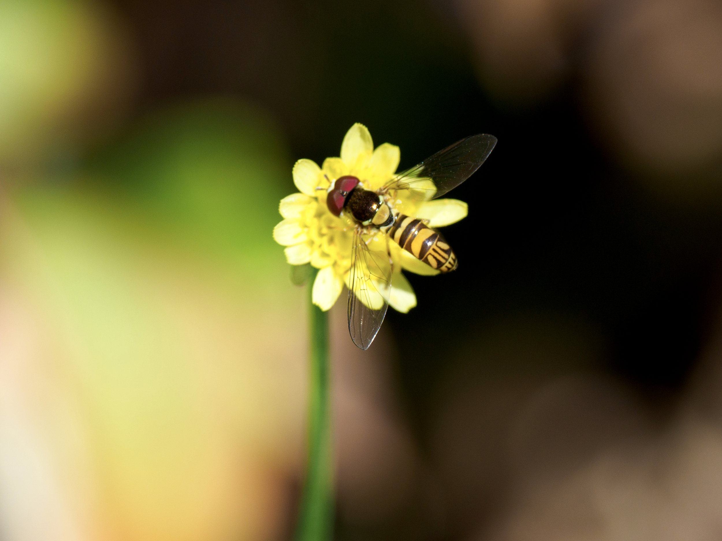 Creating Coastal Sage Scrub in a City Garden on the Mesa: A Q&A with ...