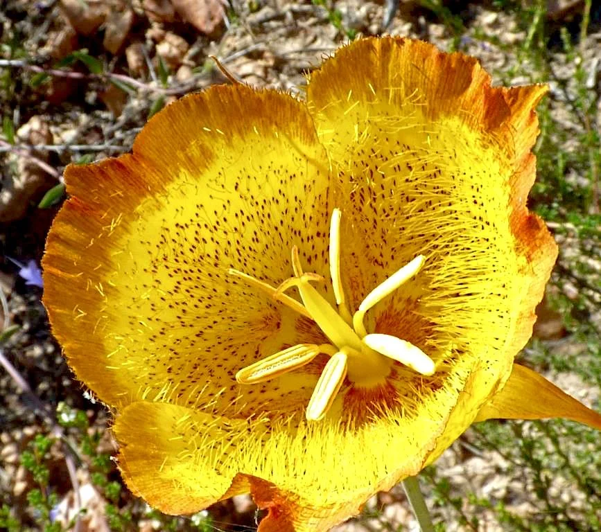 Superbloom 2019 - San Diego chapter - CNPS