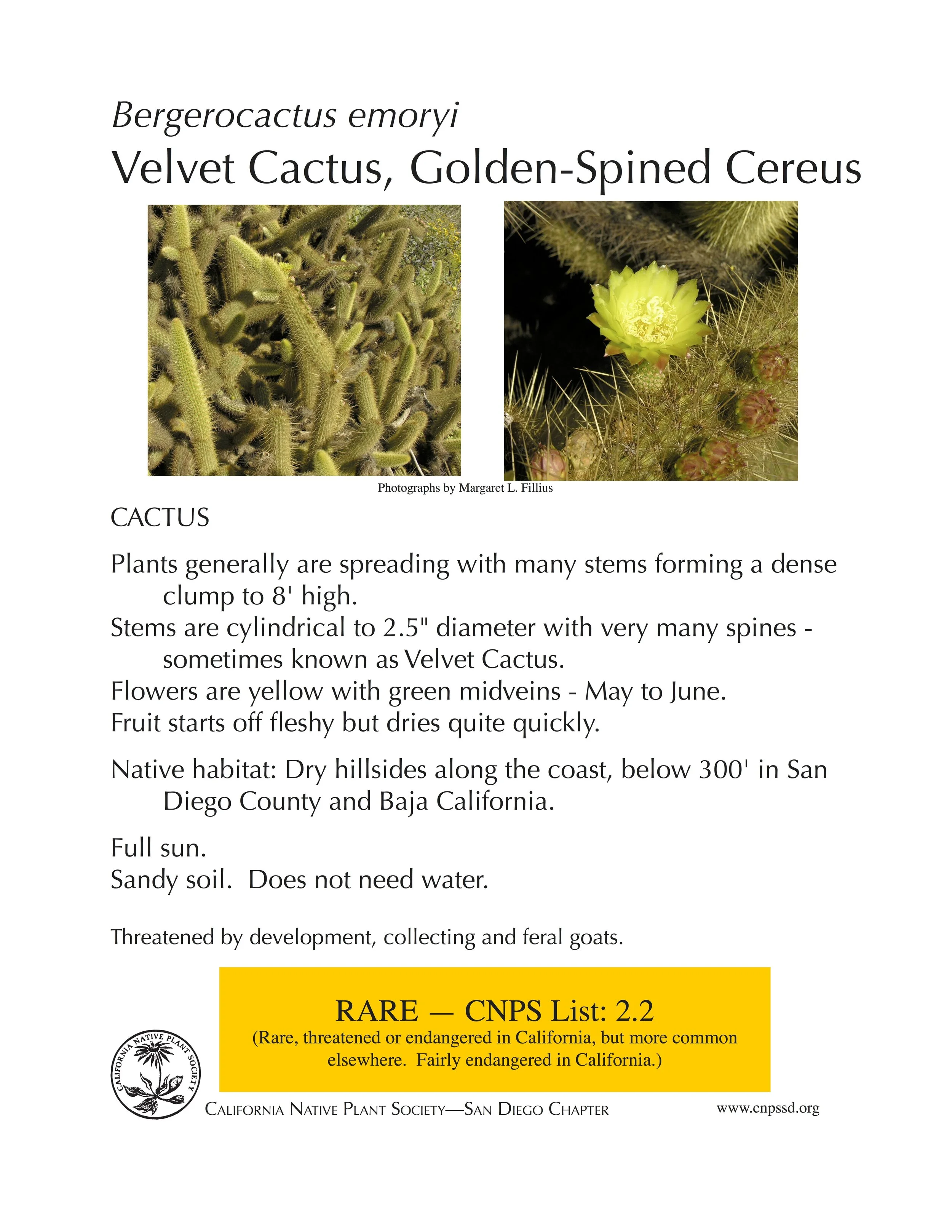 PLANT OF THE MONTH: Velvet Cactus, Golden-Spined Cereus (Bergerocactus ...