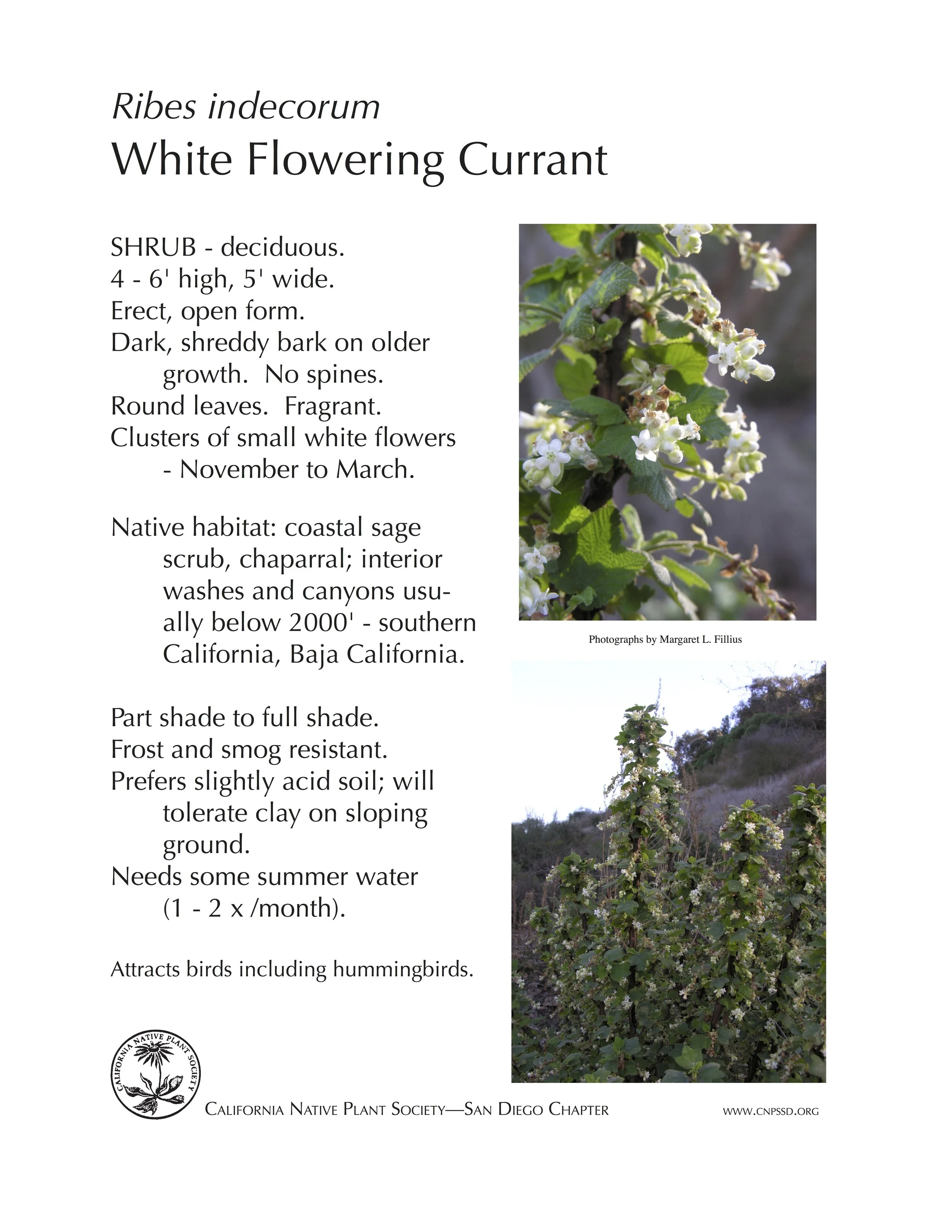 PLANT OF THE MONTH: White-flowering Currant (Ribes indecorum) - San ...