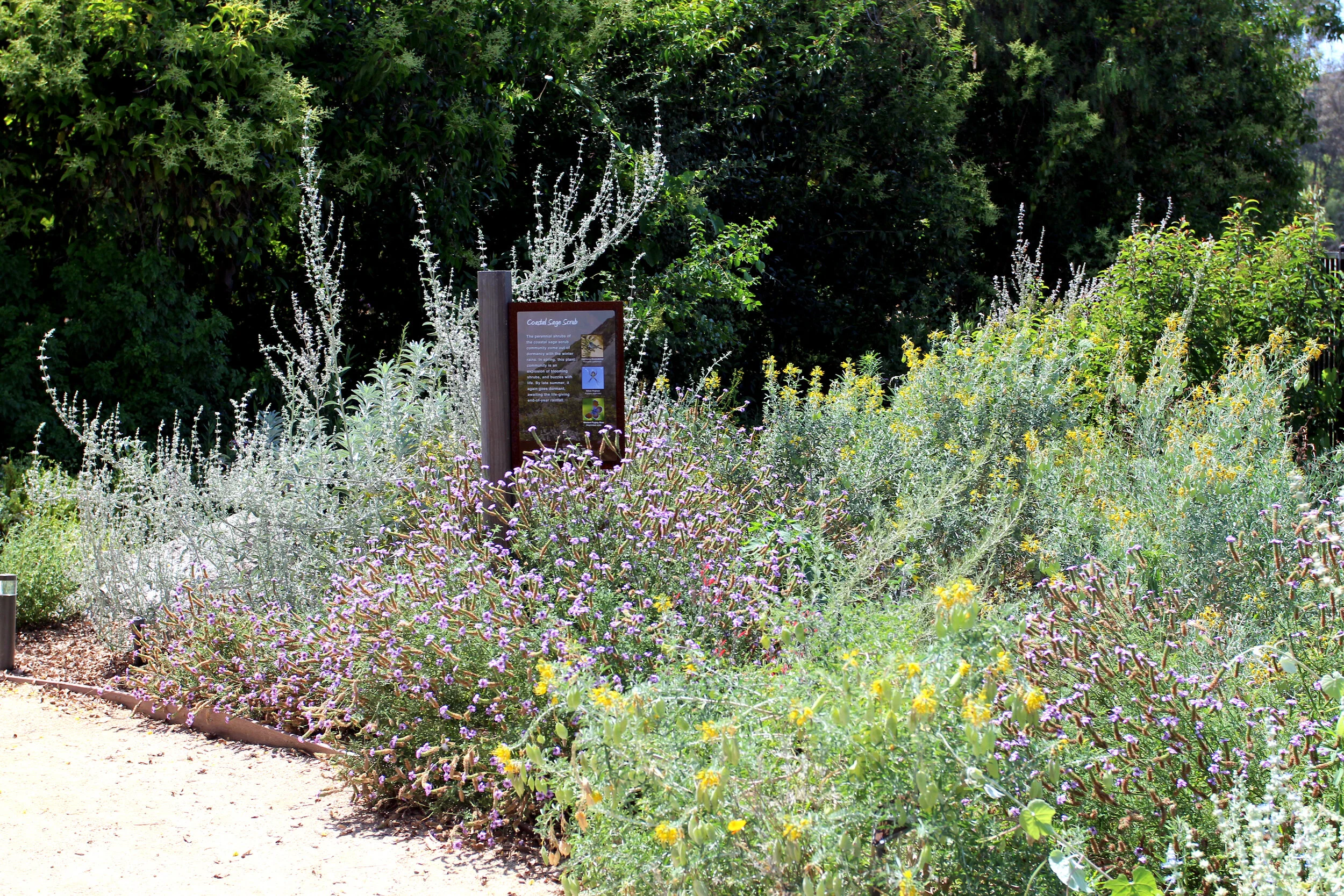 Upcoming Events — California Native Plant Society-San Diego Chapter