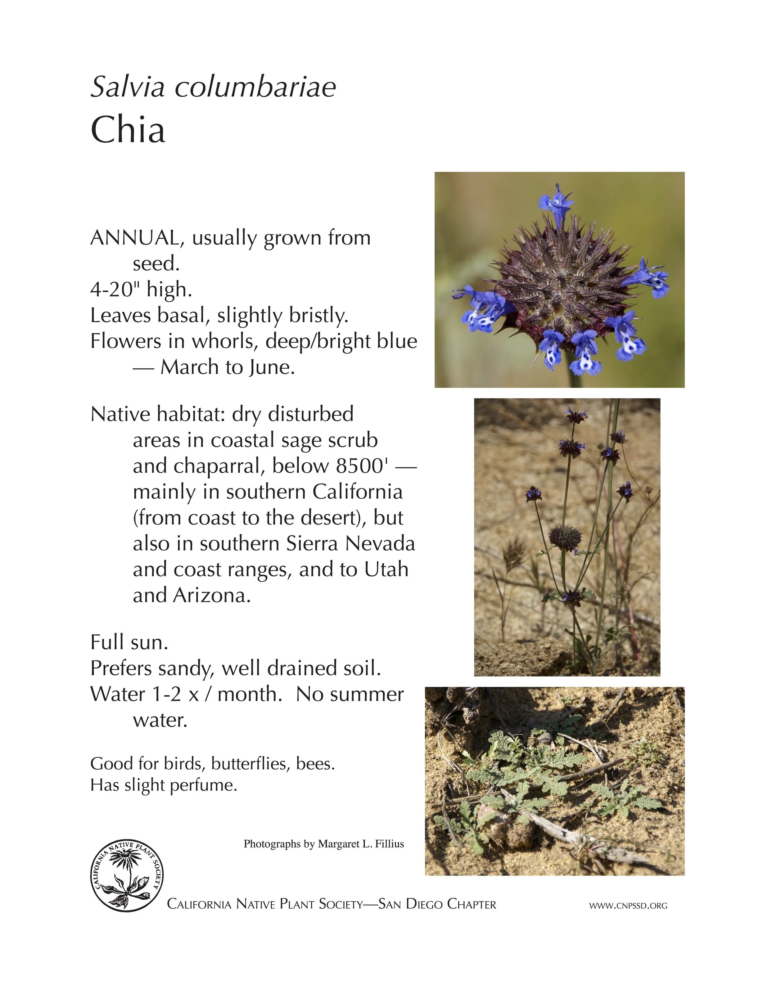 PLANT OF THE MONTH: Chia (Salvia columbariae) - San Diego chapter - CNPS