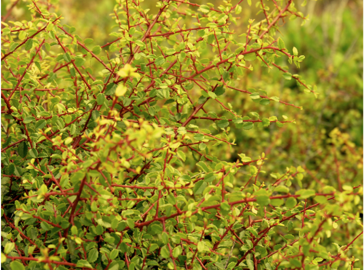 PLANT-OF-THE-MONTH: Spiny Redberry (Rhamnus crocea) - San Diego chapter ...