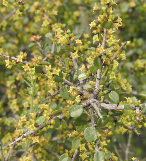 PLANT-OF-THE-MONTH: Spiny Redberry (Rhamnus crocea) - San Diego chapter ...