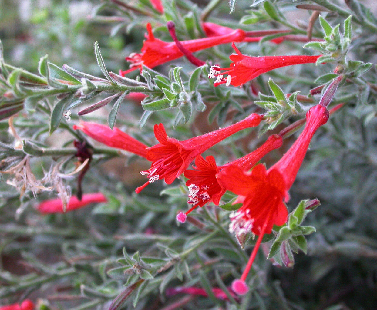 California Fuchsia (Epilobium canum) - San Diego chapter - CNPS