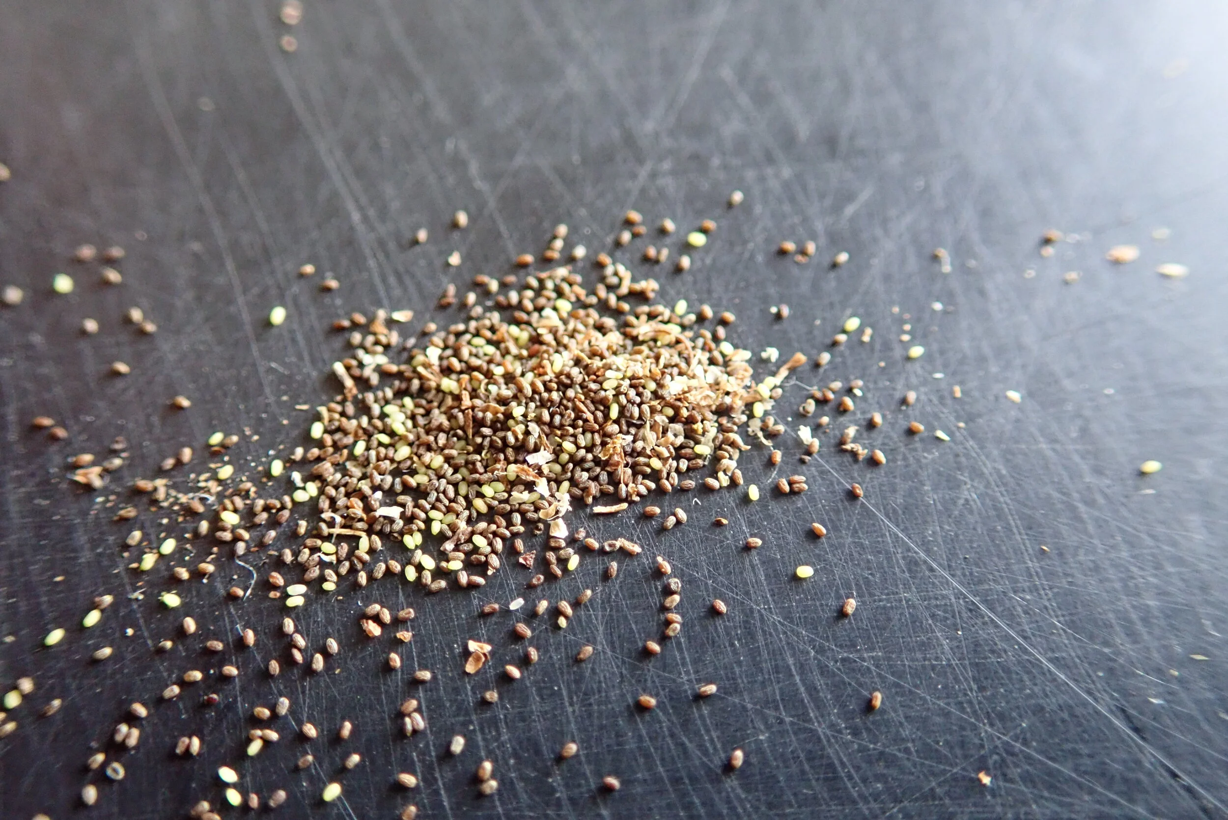 SEED COLLECTION 2: Proper Cleaning and Storage - San Diego chapter - CNPS