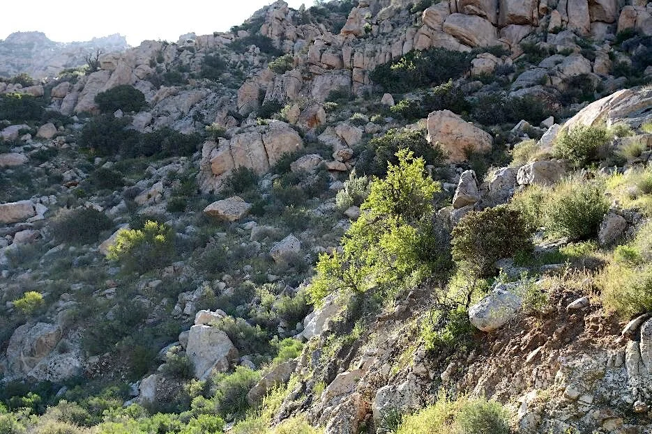 Jacumba Mountains - San Diego chapter - CNPS