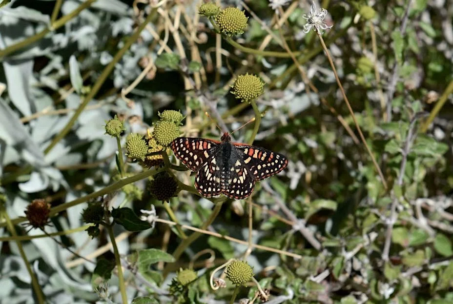 Jacumba Mountains - San Diego chapter - CNPS