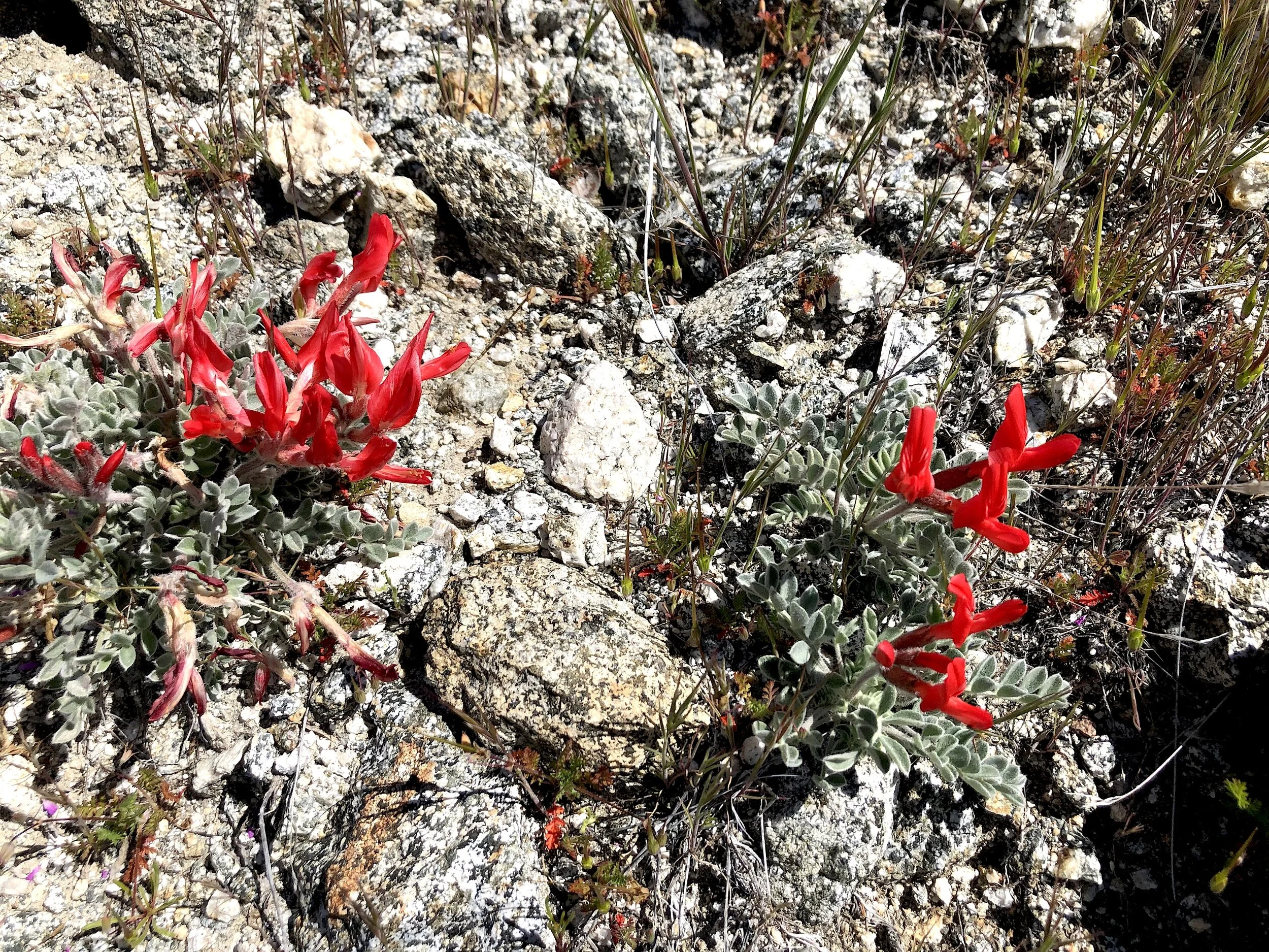 Jacumba Mountains - San Diego chapter - CNPS