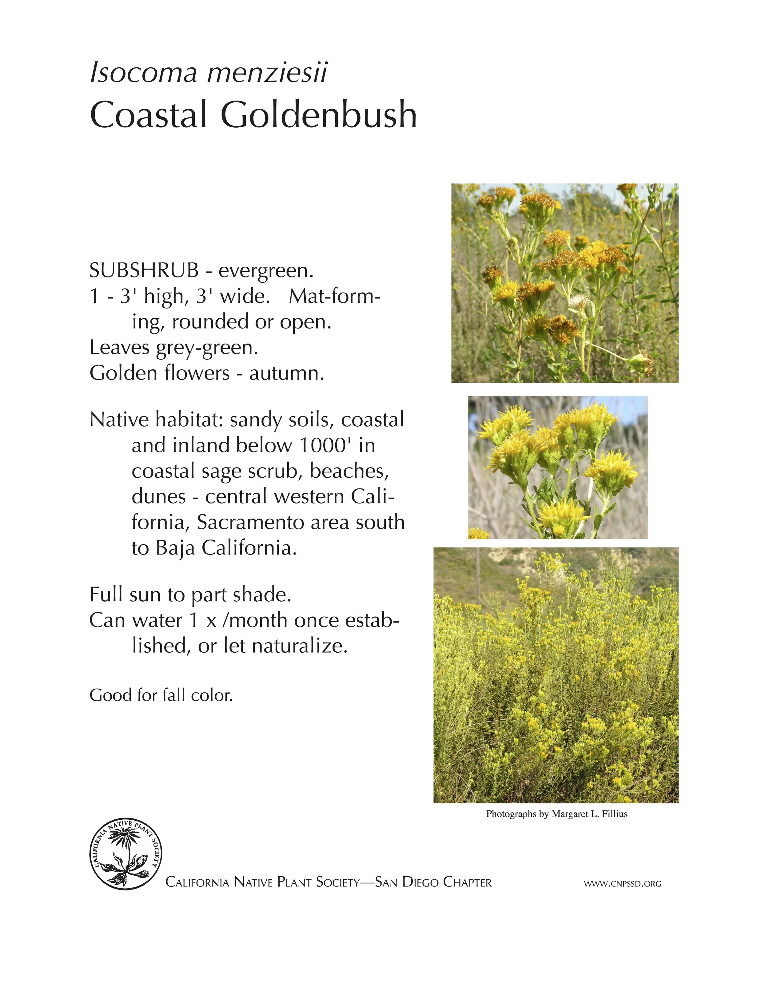 PLANT OF THE MONTH: Coastal Goldenbush (Isocoma menziesii) - San Diego ...