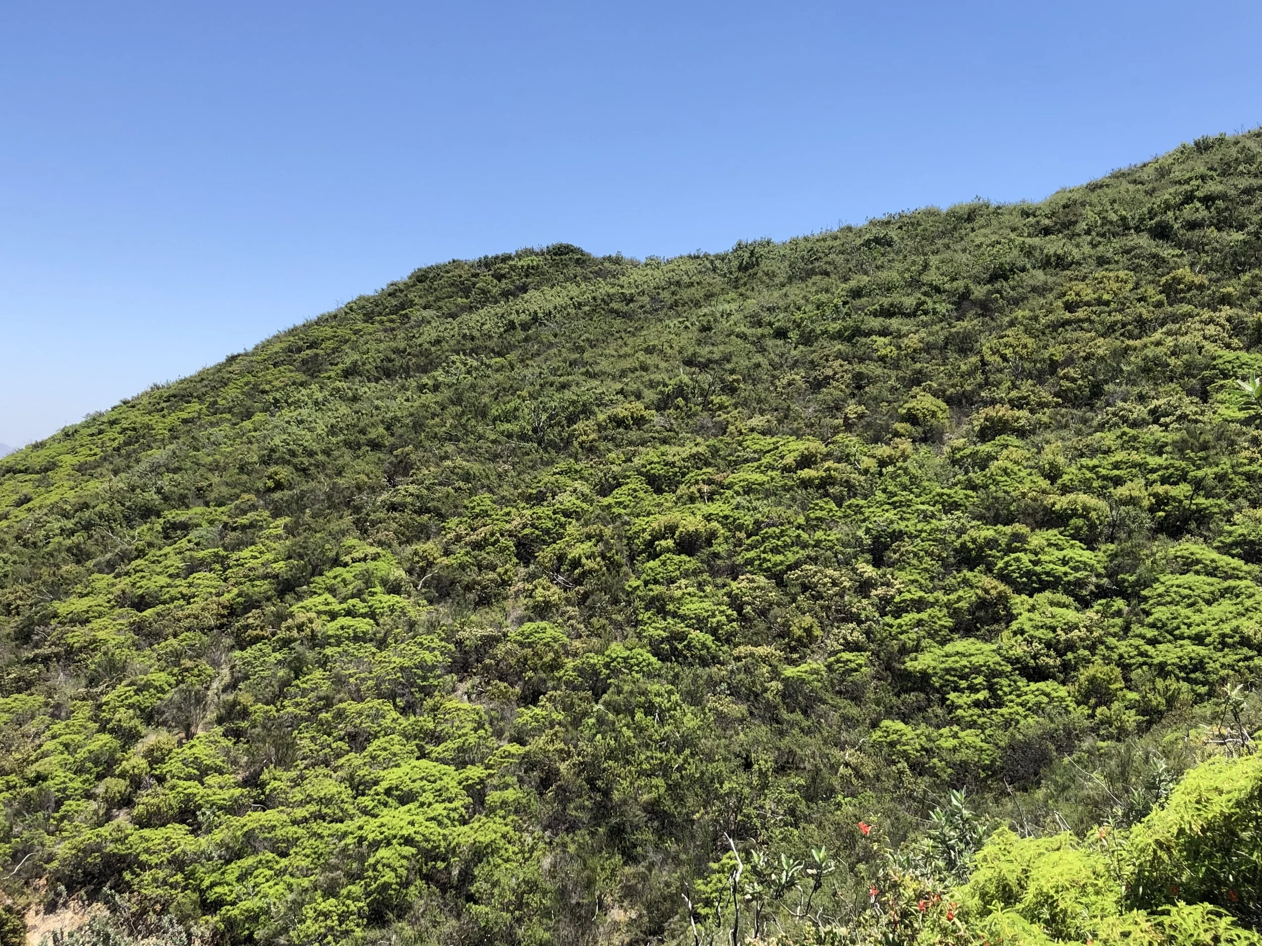 Vegetation Textures and Color - San Diego chapter - CNPS