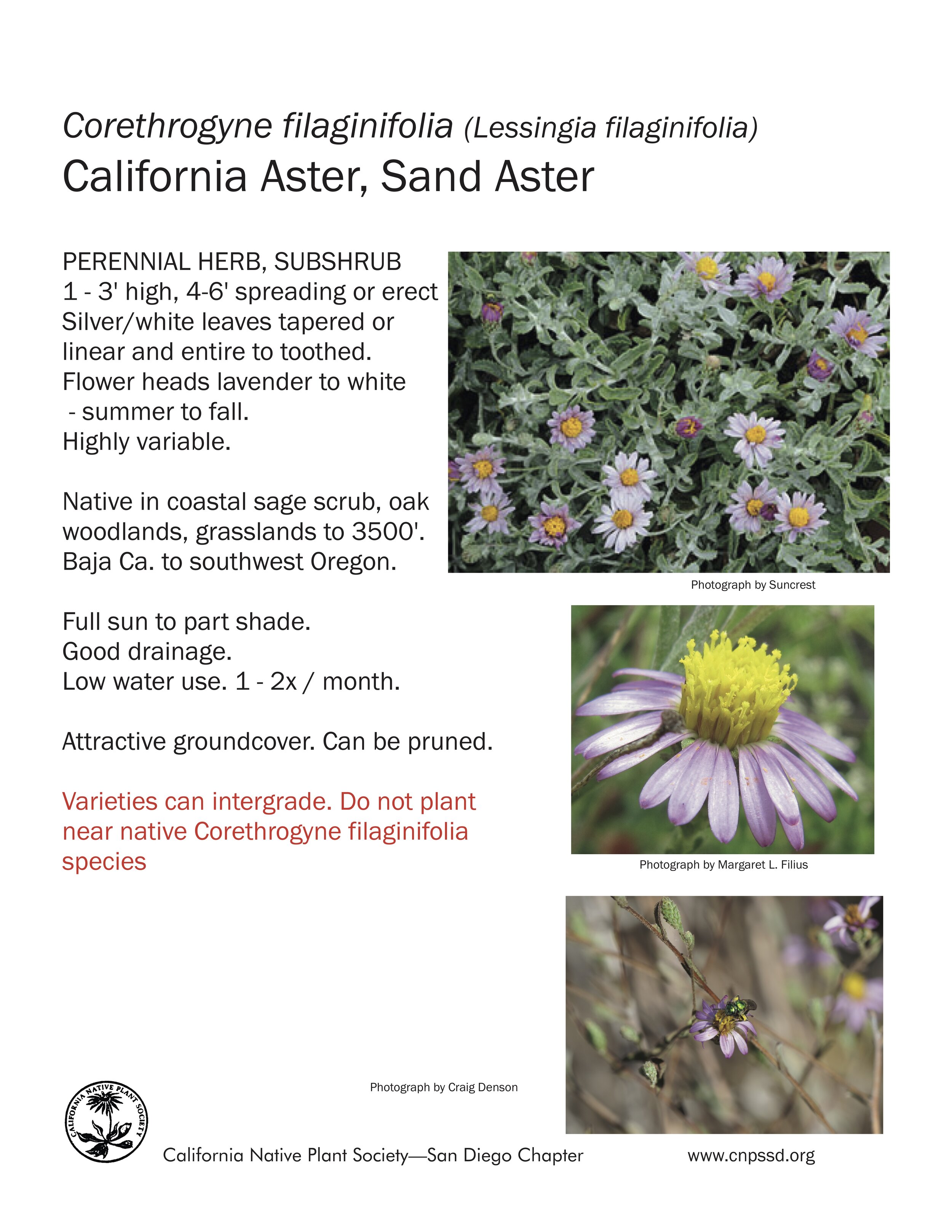 PLANT OF THE MONTH: Sand Aster (Corethrogyne filaginifolia) - San Diego ...
