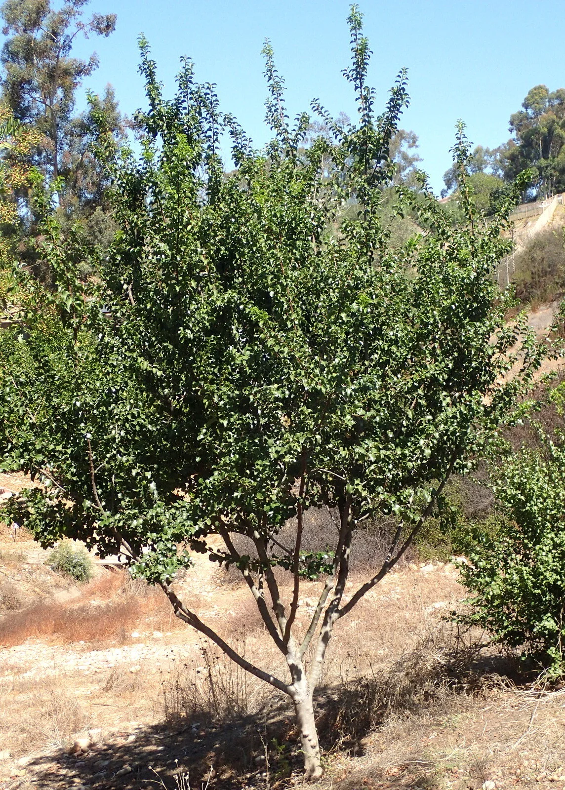 Prunus Ilicifolia