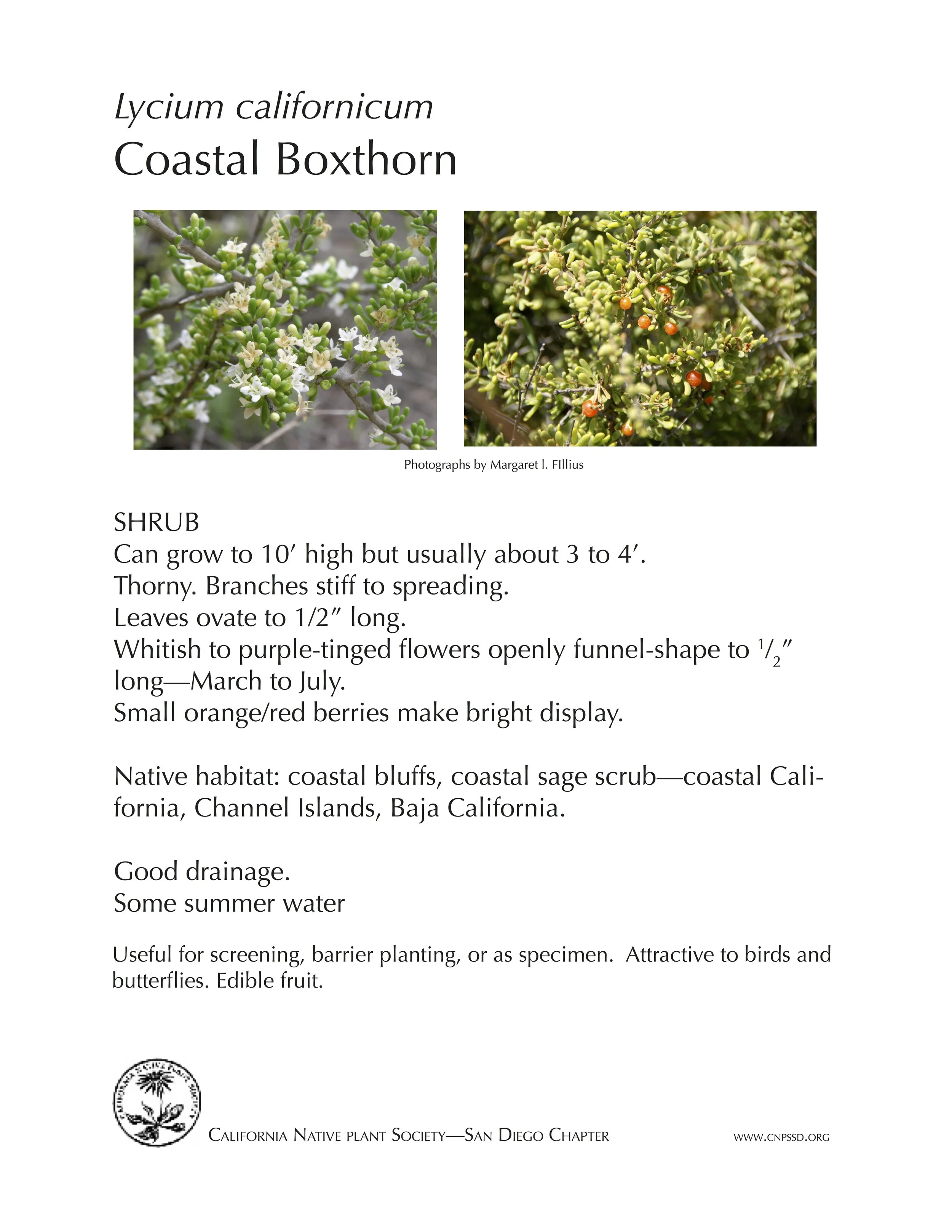 PLANT OF THE MONTH: Coastal Boxthorn (Lycium californicum) - San Diego ...