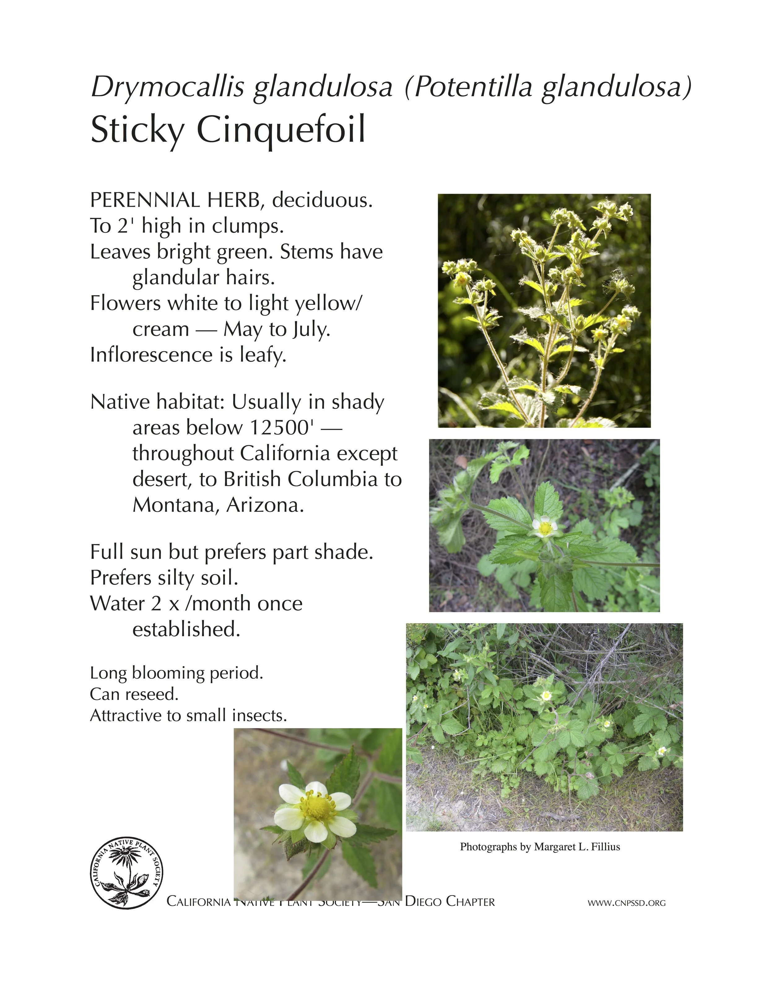 PLANT OF THE MONTH: Sticky Cinquefoil (Drymocallis glandulosa) - San Diego chapter - CNPS