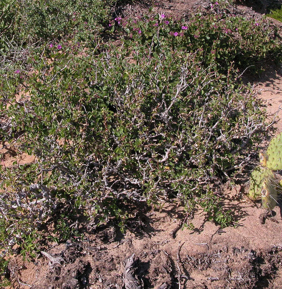 Know Your Rare Plants: Cliff Spurge (Euphorbia misera) - San Diego ...
