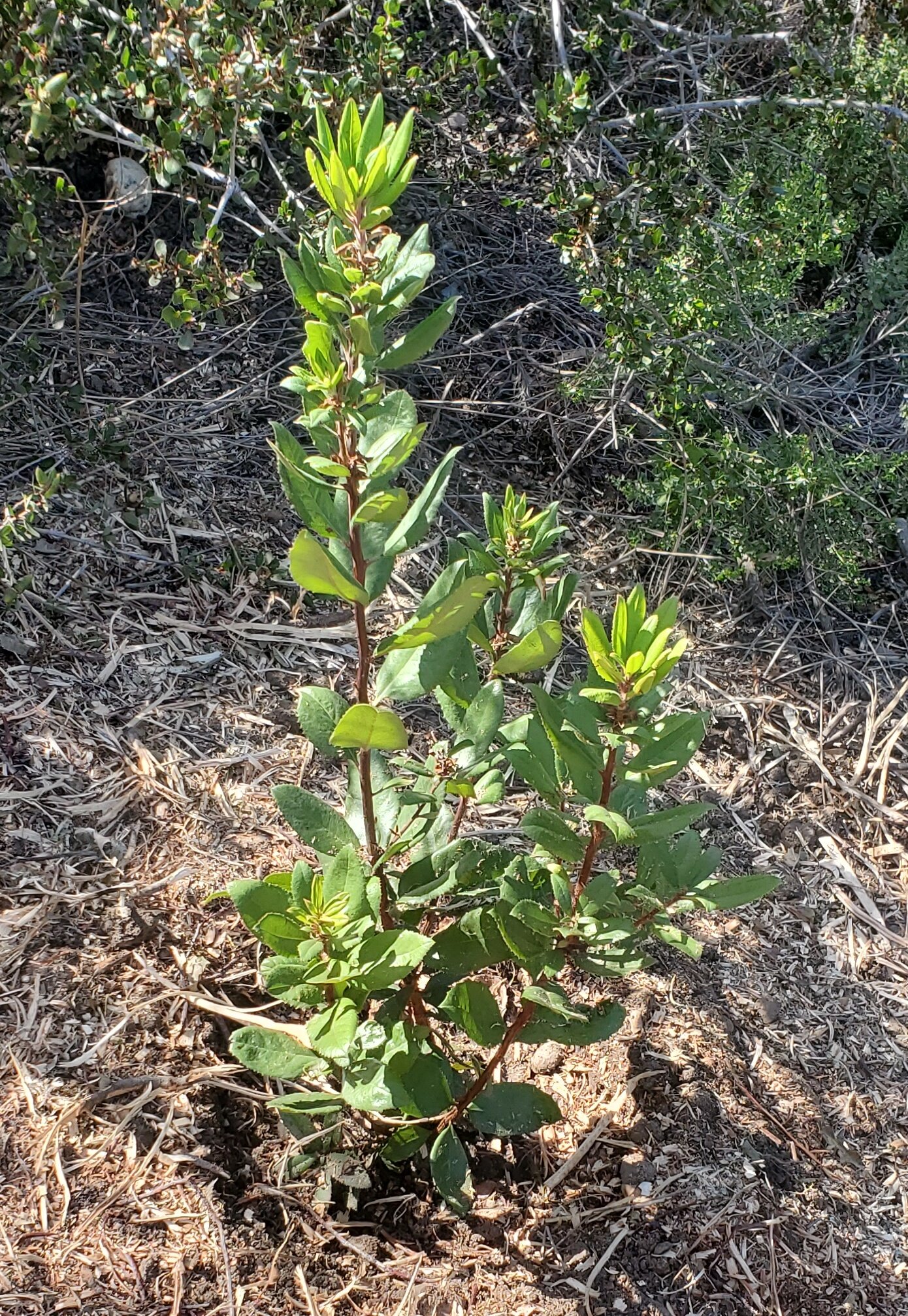 Overlooked Native Plants for the Garden Comarostaphylos diversifolia ...