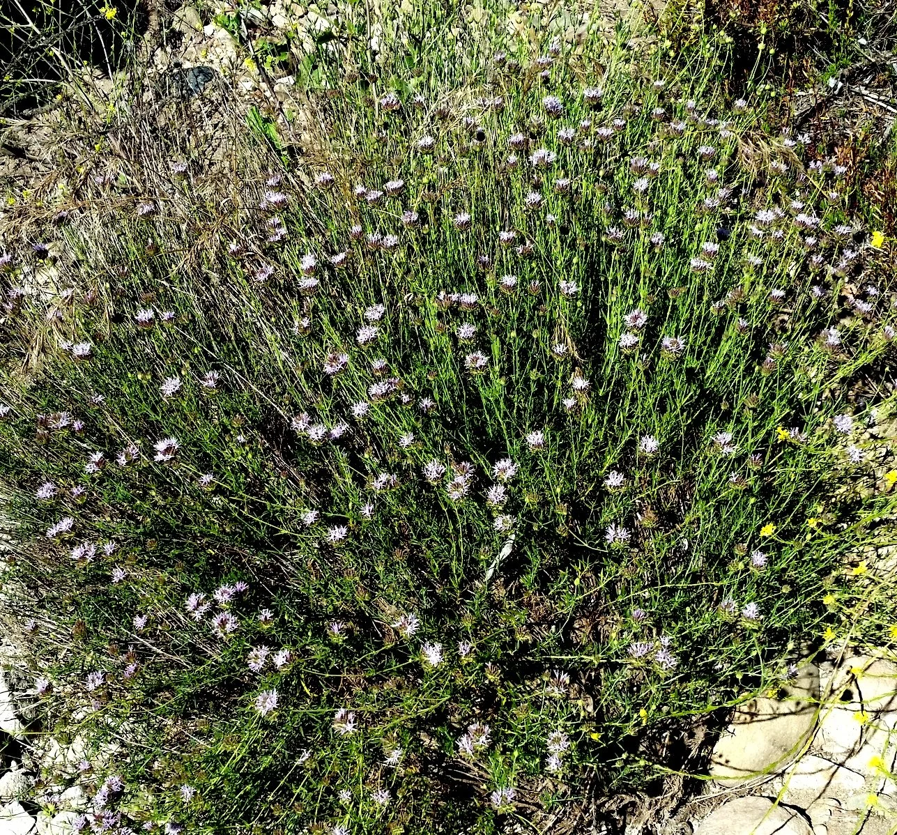 Overlooked Native Plants for the Garden: Monardella viminea (San Diego ...