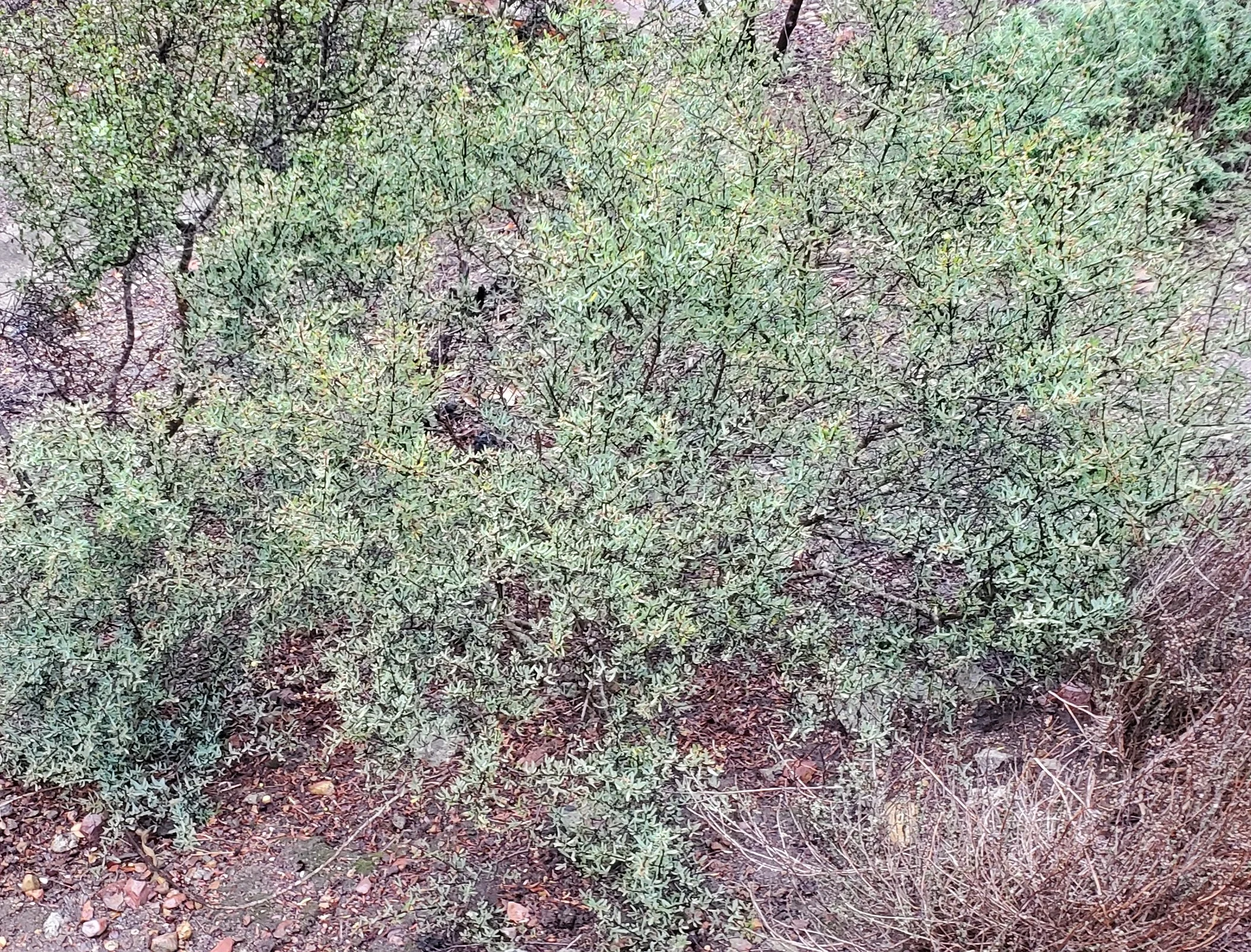 Overlooked Native Plants for the Garden Bush rue (Cneoridium dumosum ...